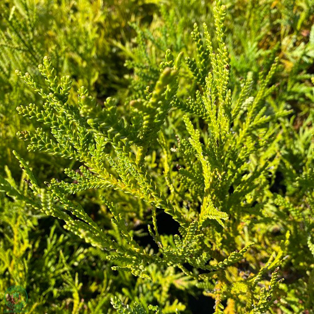 Tujovka japonská| 20-30 cm| zahradnici.sk